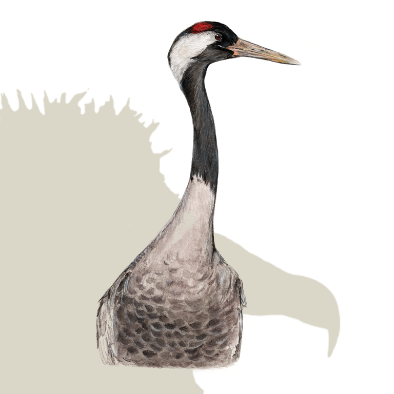Grulla común – Loubé