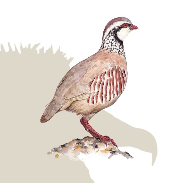 Perdiz roja – Loubé